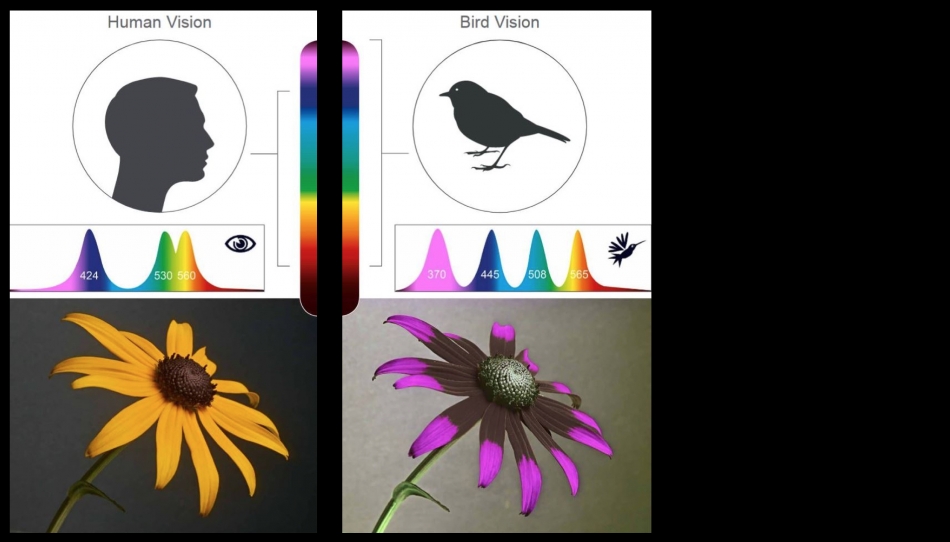 Digital nature films – Universal Everything – Tetrachromia